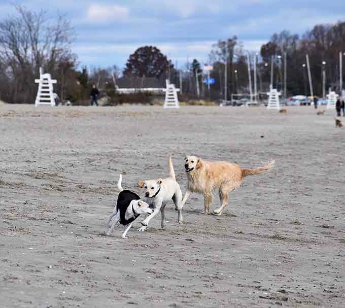 Dogs living their absolute best beach life, reminding humans how to properly enjoy simple pleasures outdoors.