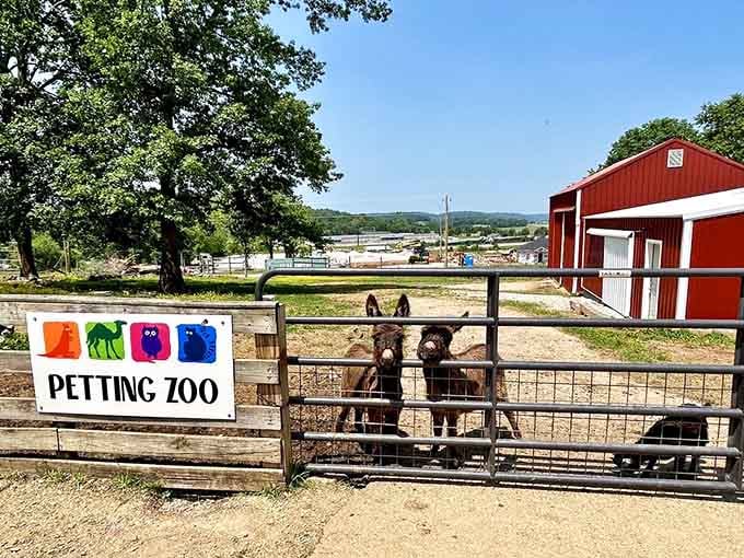The petting zoo donkeys waiting patiently for visitors, ready to accept treats and affection in equal measure.
