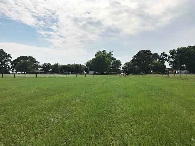 Acres of green pasture where retired athletes can just be horses, grazing and relaxing all day.