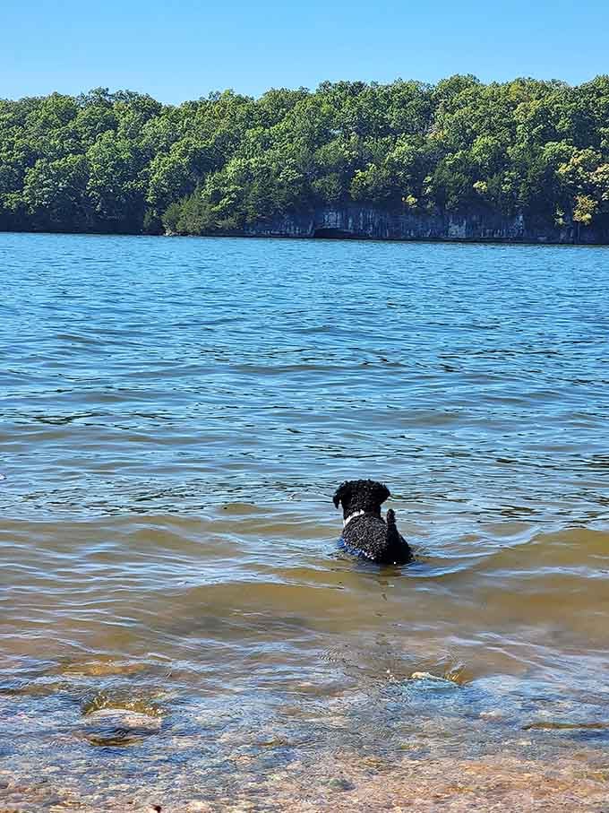 Even your four-legged friend knows this beach is too good to resist on a perfect summer day.