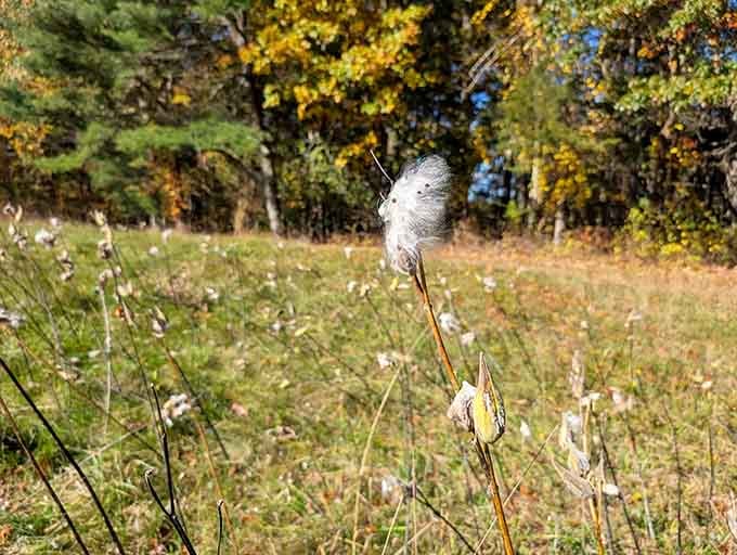 Milkweed pods bursting open signal autumn's arrival better than any calendar hanging on your kitchen wall.