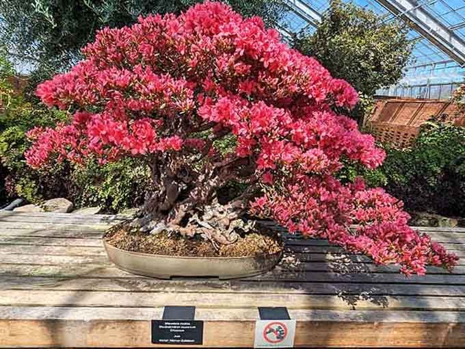 Pink blooms so perfect they look like someone photoshopped spring itself into a single bonsai tree.