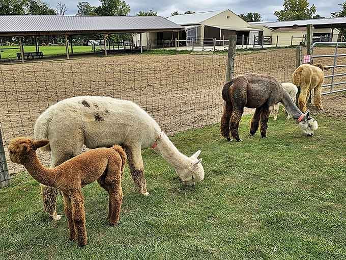 Alpacas grazing peacefully, offering that therapeutic farm experience without requiring you to actually own livestock.