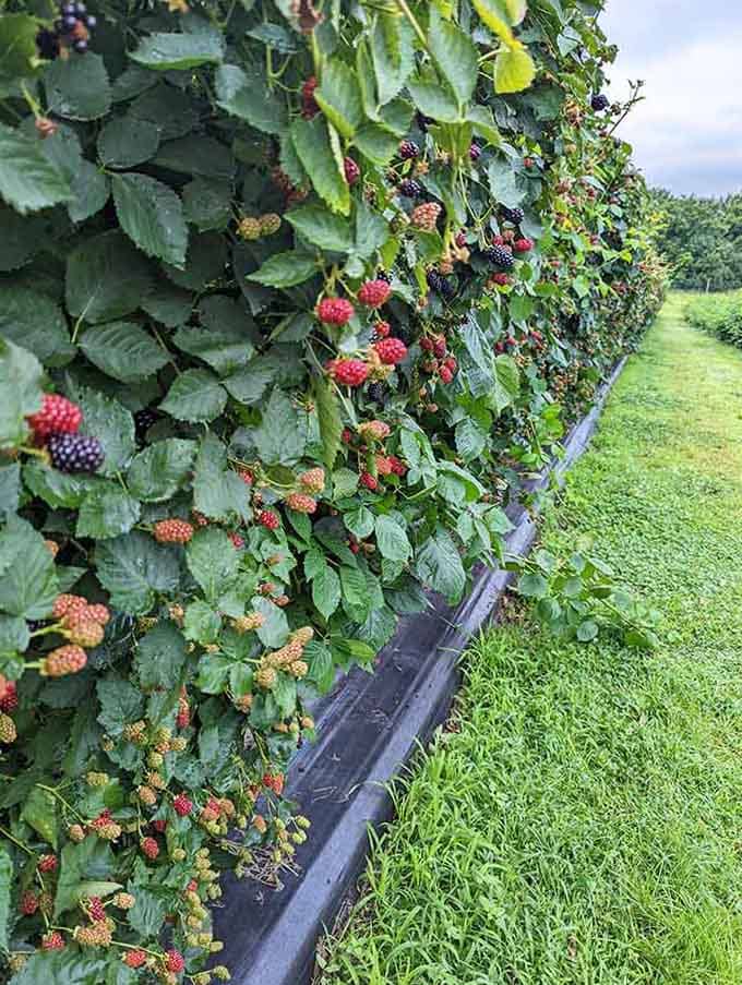 Blackberry bushes loaded with fruit at various stages, from red to deep purple, nature's own ripeness calendar.