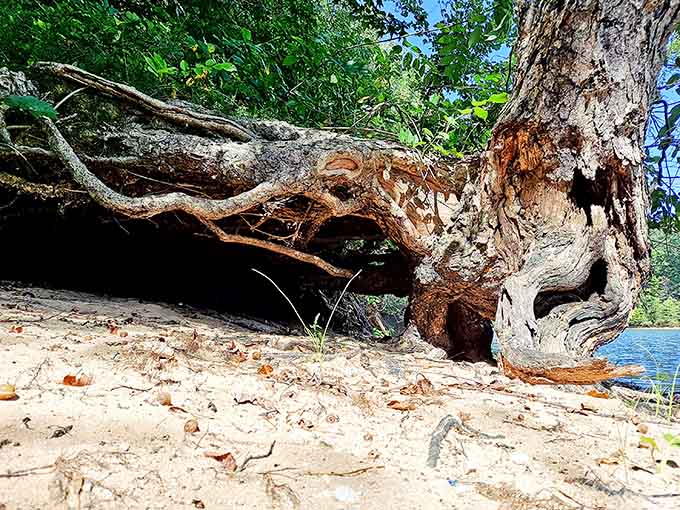 This weathered driftwood creates the perfect natural playground for kids' imaginations to run wild exploring.