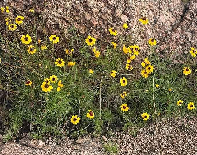 Wildflowers bloom against ancient granite, proving that even in Texas, beauty doesn't need to be bigger to be better.