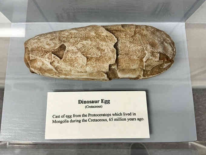 A genuine dinosaur egg from Mongolia shows this museum's collection extends far beyond just local finds and fossils.