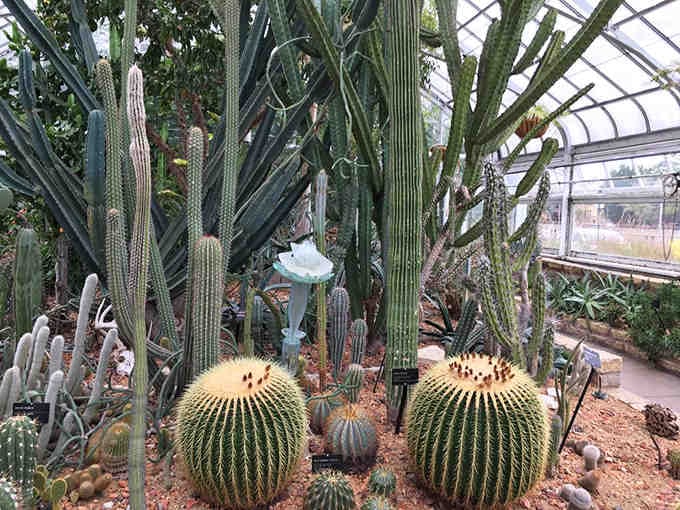 Desert royalty standing tall, these cacti have more personality than most people you'll meet at brunch this weekend.