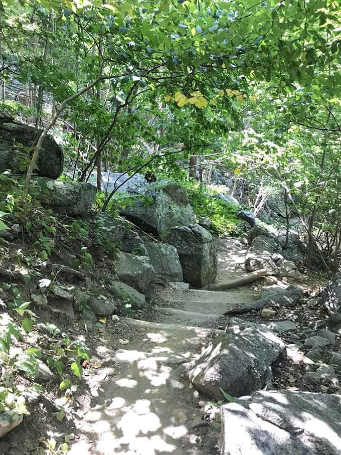 Sunlight filters through the leaves like a peaceful prelude to the adventure that awaits around every bend.