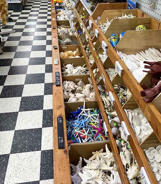 Wooden bins overflow with seashells and starfish, turning souvenir shopping into a beachcomber's treasure hunt adventure.