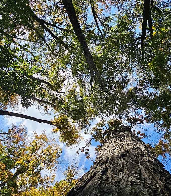 Towering trees reach skyward through the canopy, their massive trunks dwarfing visitors and inspiring appropriate feelings of humble insignificance.