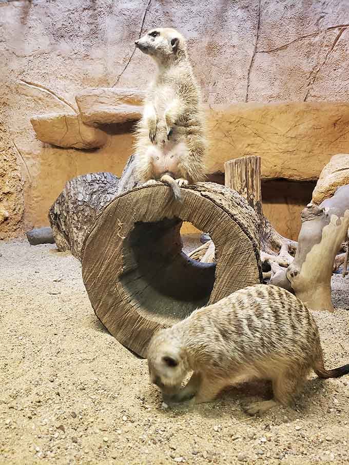 Meerkats standing guard with more dedication than mall security during the holiday shopping rush every December.