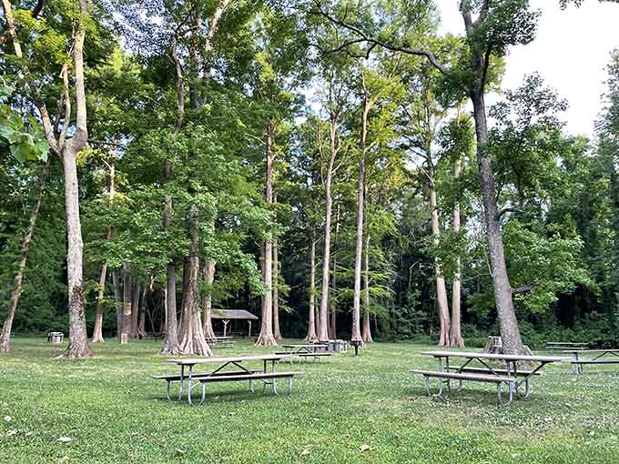 Picnic tables under towering trees beat any restaurant patio you've ever experienced, guaranteed.