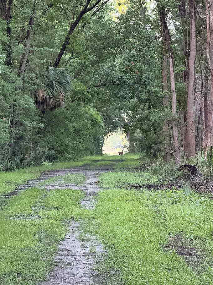 A deer pauses at trail's end like a woodland welcome committee, framed perfectly by nature's own archway of green.