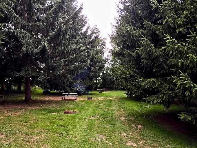 Evergreens framing a quiet picnic spot where the biggest decision is which sandwich to eat first, turkey or ham.