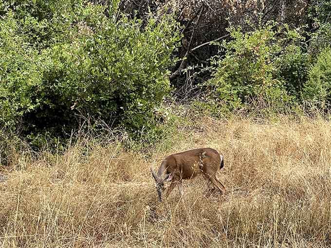 Local deer casually grazing, completely unbothered by your presence or your attempts at wildlife photography skills.