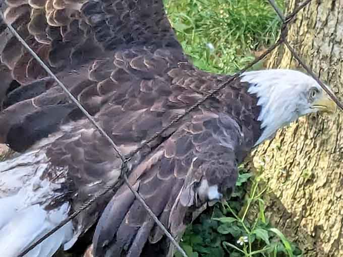 The majestic bald eagle represents American wildlife at its finest, powerful and dignified even in captivity's comfortable retirement.