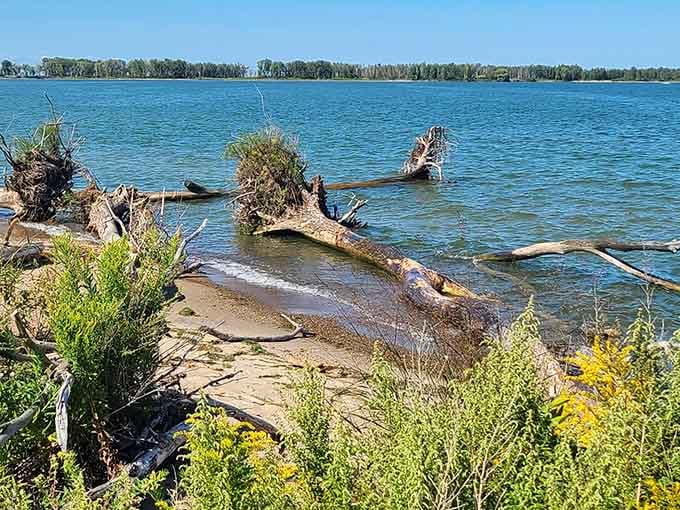 Weathered driftwood scattered along the bay creates natural sculptures that would cost a fortune in a fancy art gallery.