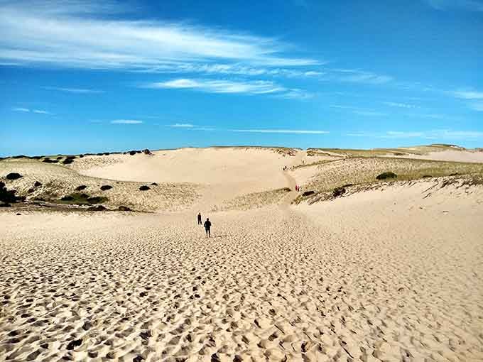 The Province Lands dunes stretch out like a miniature Sahara that somehow ended up in Massachusetts.