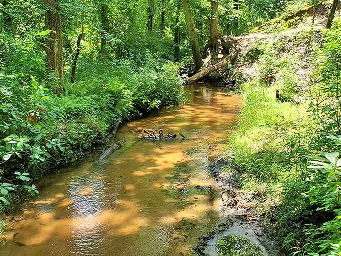 Forest streams bubbling along like they've got all day, which is exactly the energy we need.