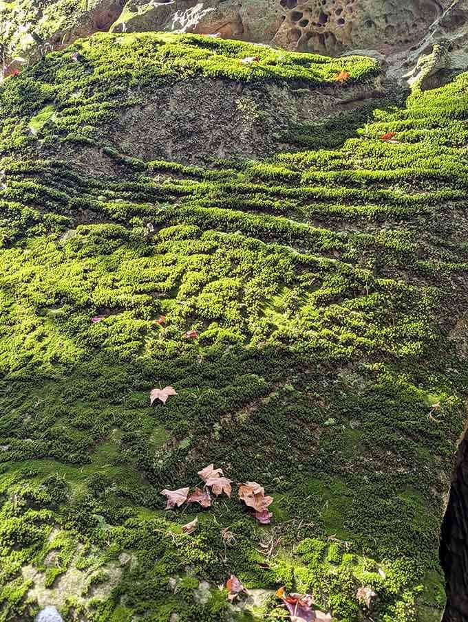 Vibrant moss carpets the rocks in electric green, adding color that would make any interior designer jealous.