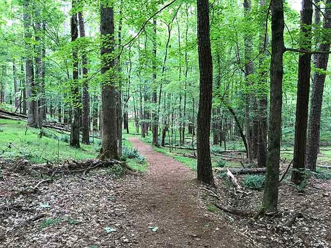 Forest trails wind through trees that have seen more seasons than your favorite streaming service has episodes.