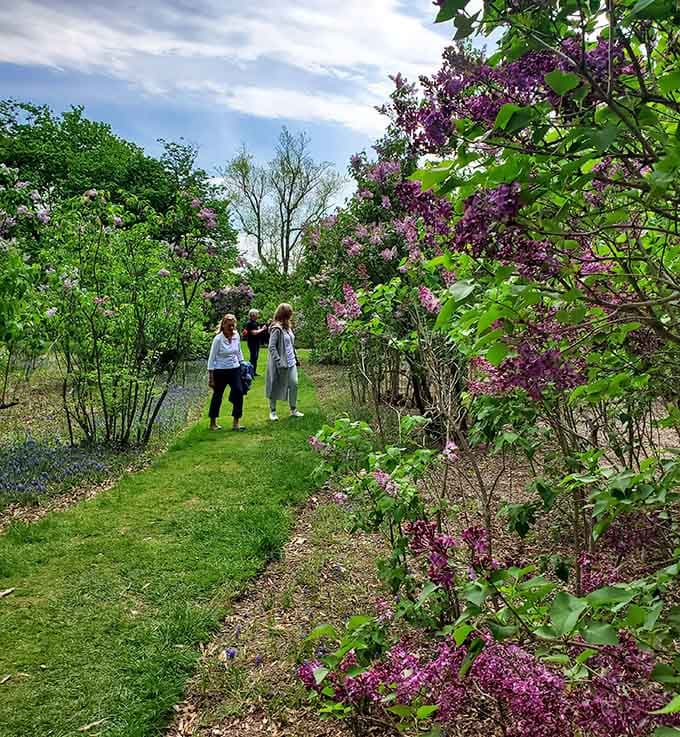 Spring blooms drawing visitors who know good lilacs when they smell them from three gardens away.