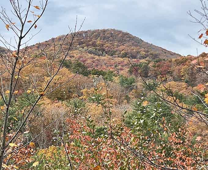 The mountain views remind you that Virginia's got more scenic tricks up its sleeve than waterfalls.