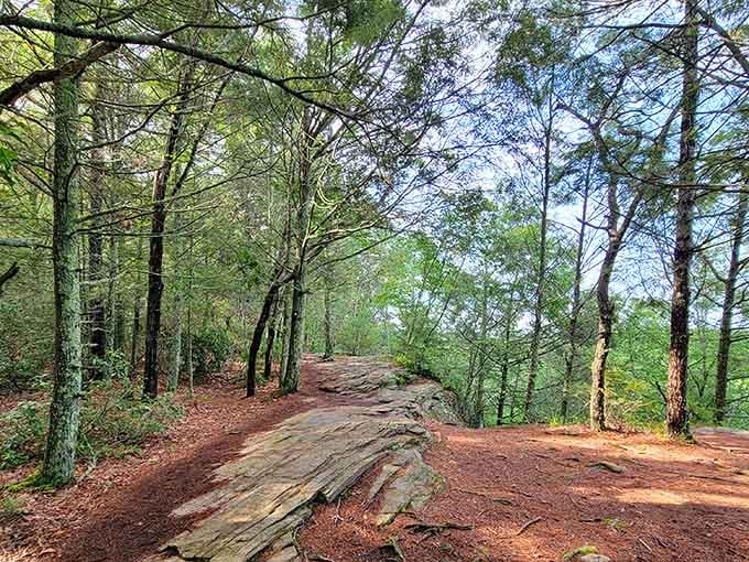Forest trails that wind and curve just enough to keep things interesting without requiring a search party.