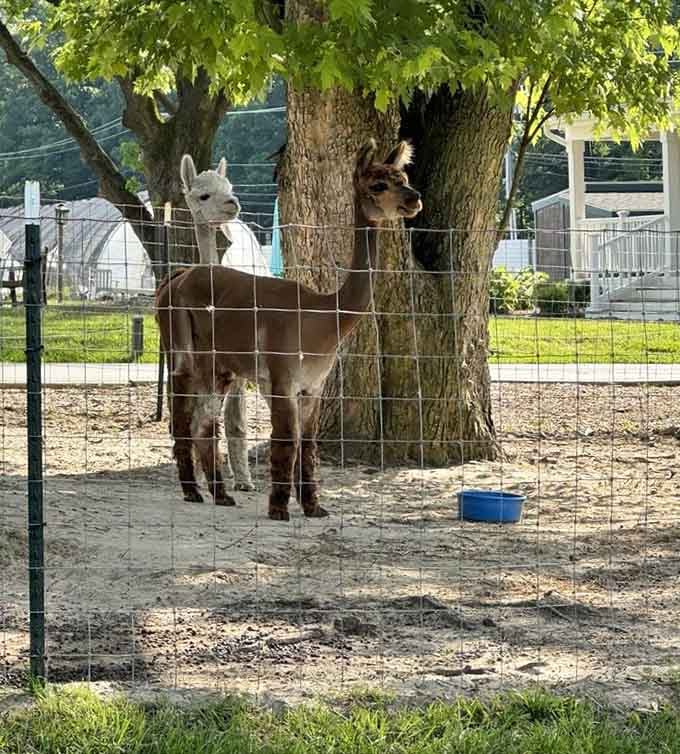 These alpacas have mastered the art of looking simultaneously adorable and like they're silently judging your wine choices.