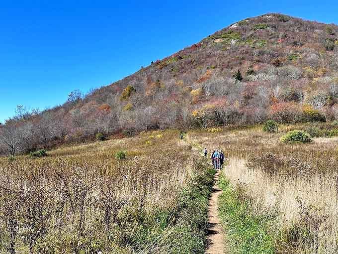 Wildflowers line the path in summer, turning your hike into a stroll through nature's most impressive botanical garden.