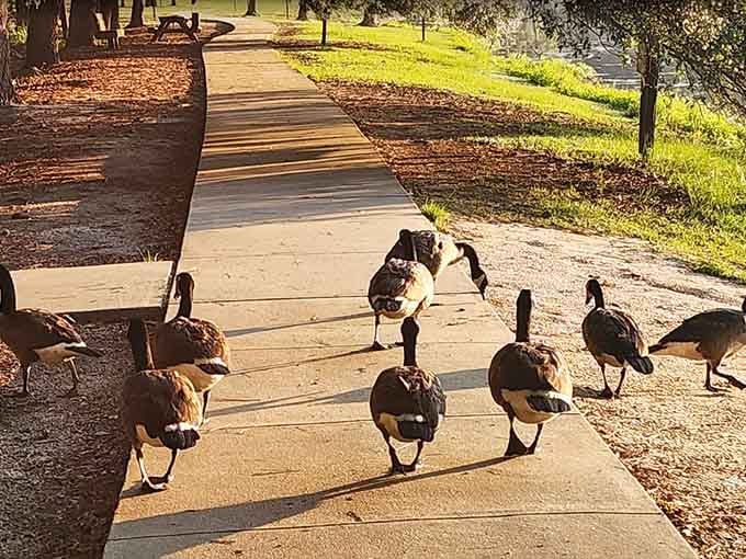 The geese waddle down the path like they own the place, which honestly they probably do by squatter's rights.