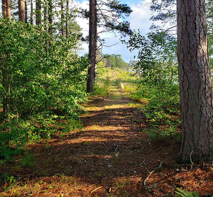Sunlight filters through towering pines onto this peaceful trail, nature's version of a red carpet rolled out just for you.