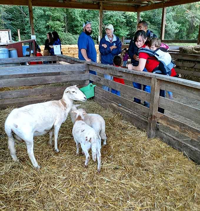 These friendly goats draw crowds of admirers, offering city kids a chance to meet their agricultural counterparts face-to-face.