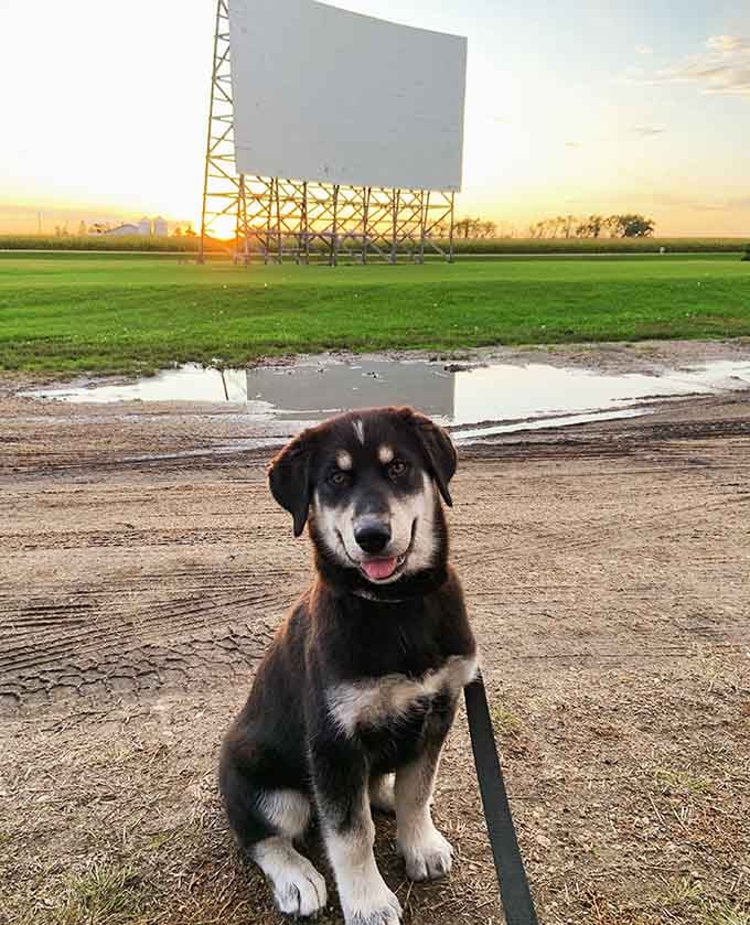 Even the family dog gets to enjoy movie night, because Sky-Vu welcomes everyone with four legs too.