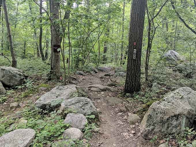 Forest trails wind through towering trees and massive boulders, offering the kind of adventure your younger self always dreamed about.