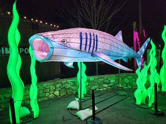 The illuminated shark sculpture glows like something from Jacques Cousteau's wildest dreams come to vibrant nighttime life.