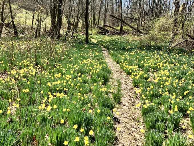 Spring explodes with daffodils lining the path like nature decided to throw its own yellow-themed celebration party.