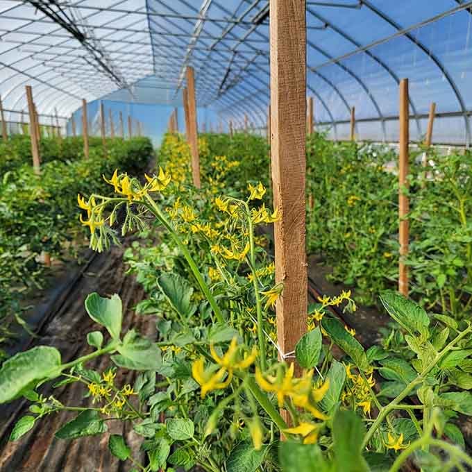 Greenhouse rows bursting with life, where tomatoes and cucumbers grow like they're auditioning for a gardening show.