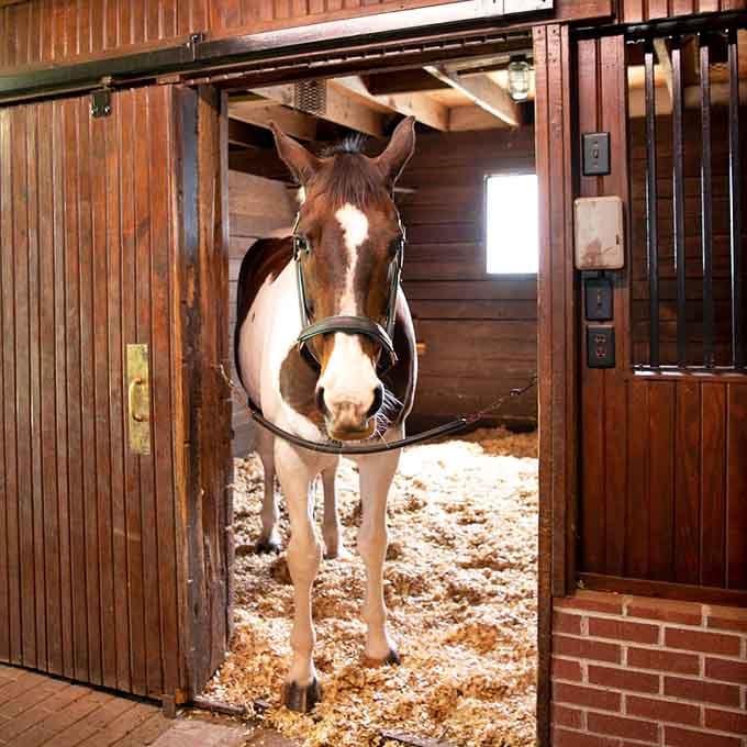 Even the horses get castle treatment here, with stables nicer than most people's first apartments ever were.