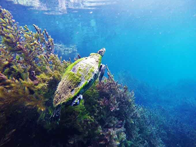Moss-covered shell cruising through crystal waters, living that slow life we all secretly envy.