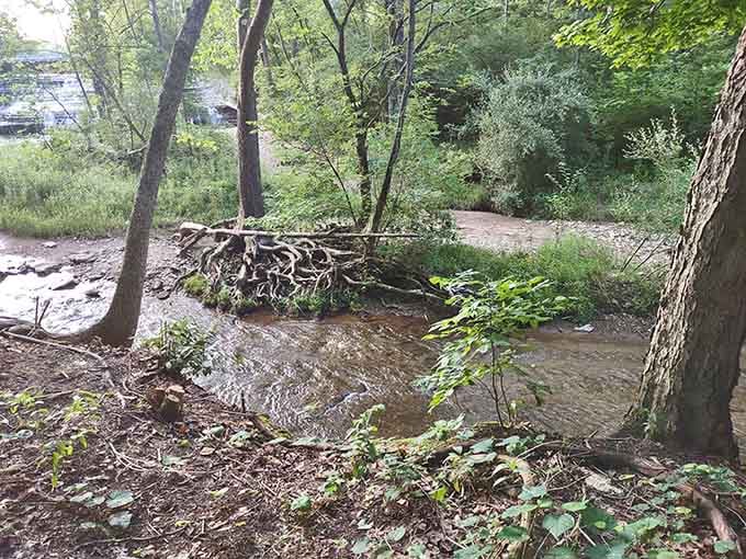 Exposed roots and flowing water create scenes that look straight out of a nature documentary.
