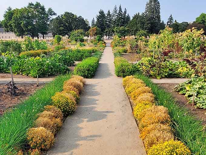 Fort Vancouver's heritage garden grows the same crops as 1800s settlers, proving heirloom vegetables taste better than history textbooks.