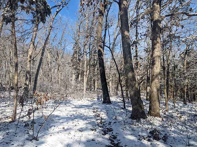 Winter transforms familiar trails into stark beauty that most people miss by hibernating indoors all season.