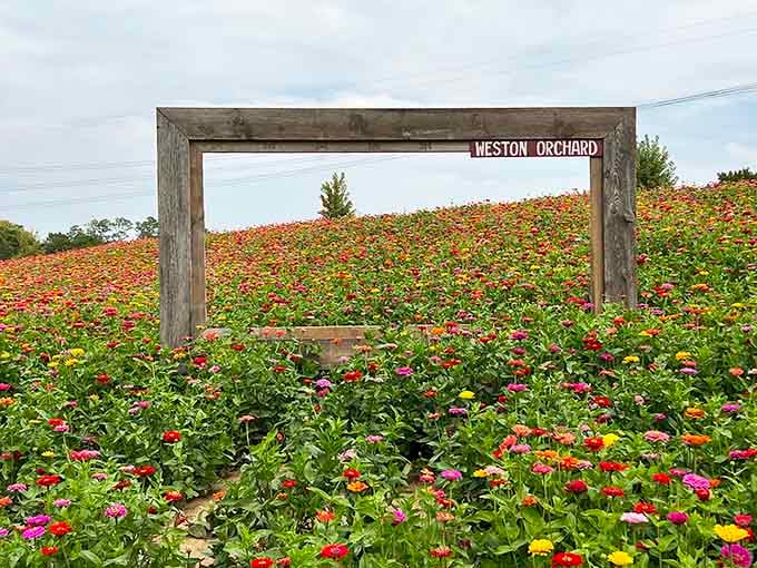 These flower fields at the orchard bloom with enough color to make a Monet painting look understated by comparison.