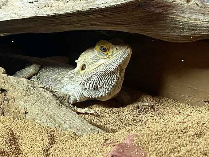 Bearded dragons bring a touch of prehistoric wonder to the walk-through area, calm and surprisingly personable little dinosaurs.