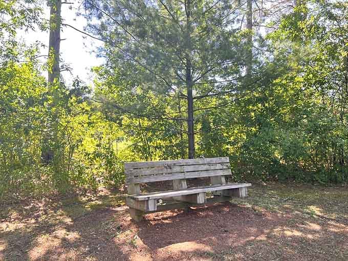 Sometimes the best seat in the house is a weathered bench overlooking trees and tranquility.