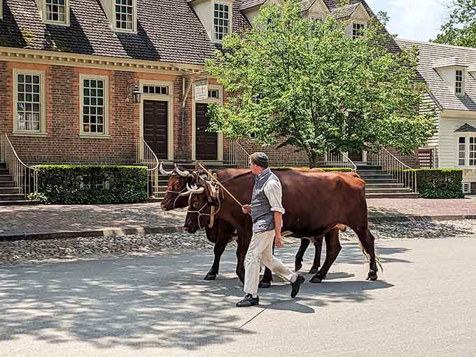 Leading oxen past historic buildings like it's just another Tuesday, because some jobs never really go out of style.