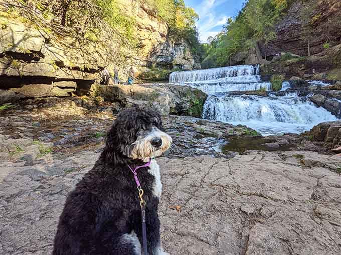 Even the four-legged visitors appreciate natural beauty, though this pup seems more interested in snack possibilities.