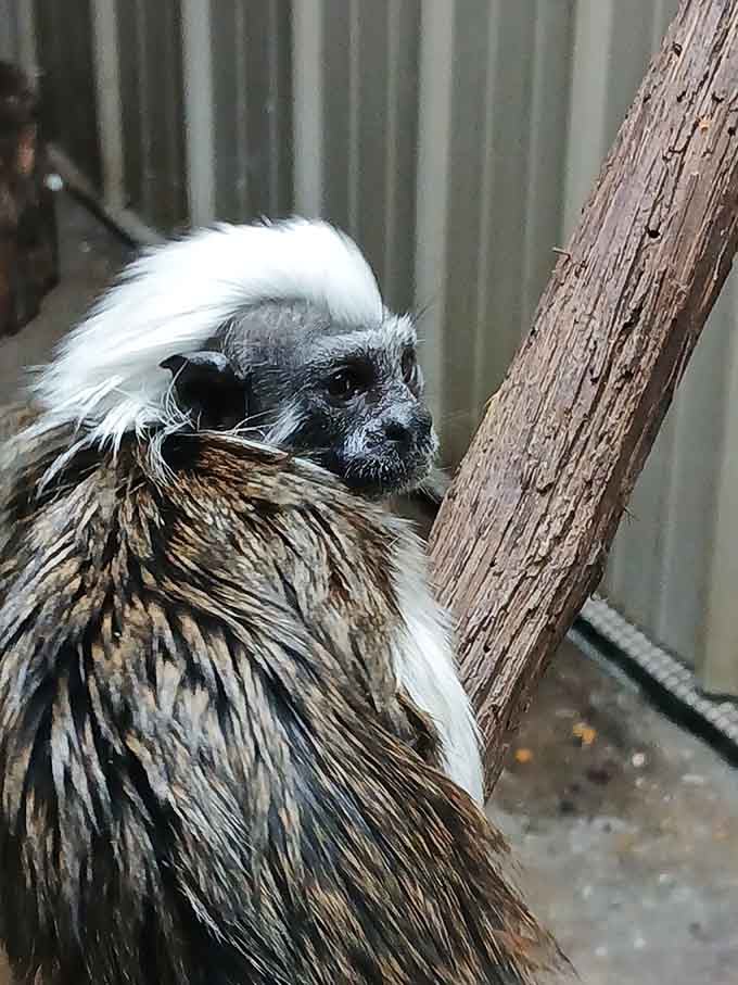 This tiny tamarin looks like someone shrunk a monkey in the dryer and gave it the world's best hairdo.